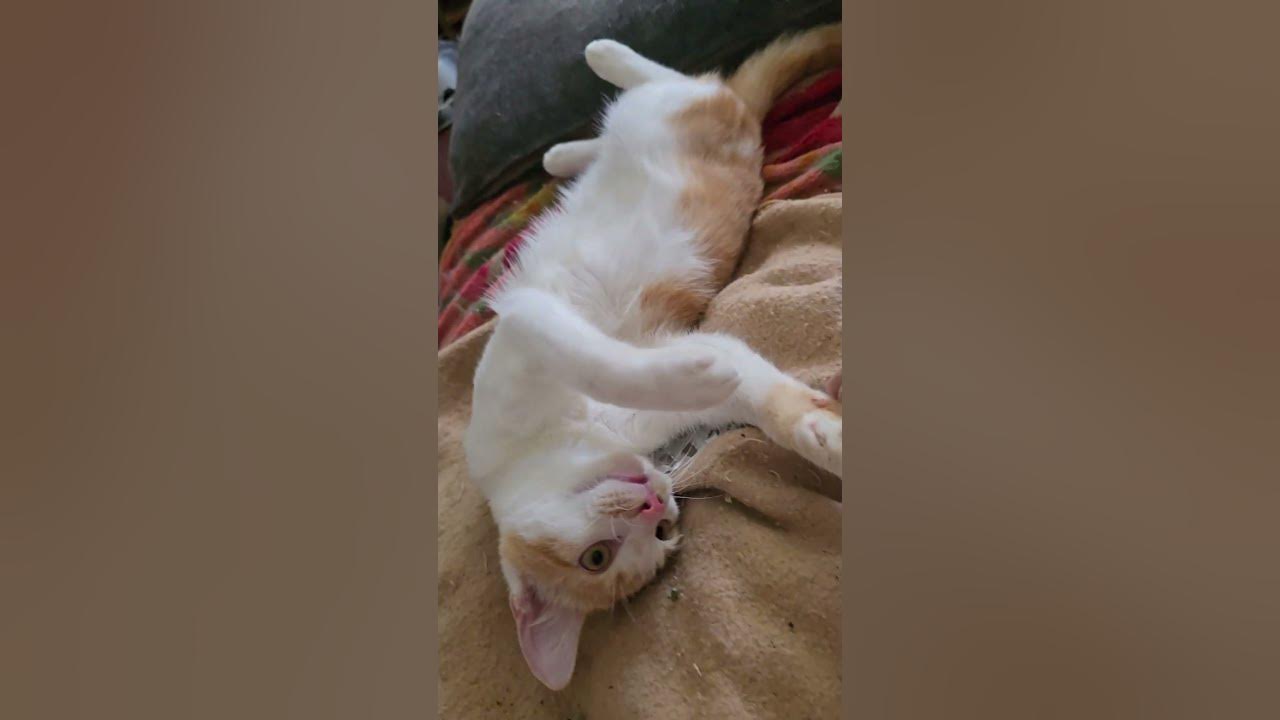 EGG STONED ON CATNIP! - YouTube