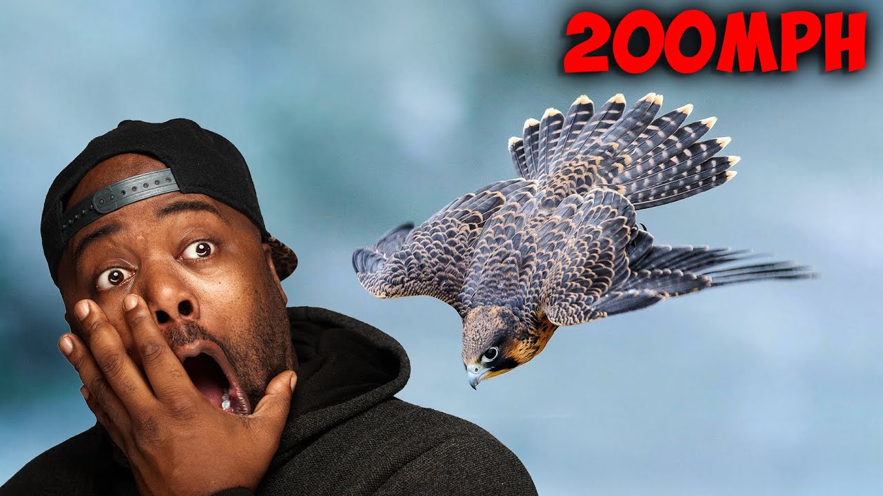 PEREGRINE FALCON a dive fighter! The FASTEST animal on the planet ...