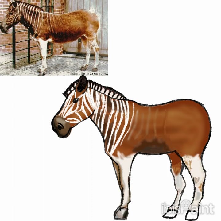Quagga drawing #memes #horse #music #art #artworks #artwork #quagga # ...