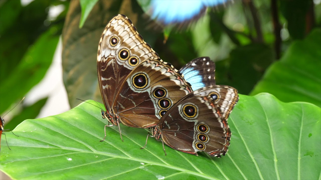 LUMINOUS WINGS Butterflies In Flight Exhibition - YouTube