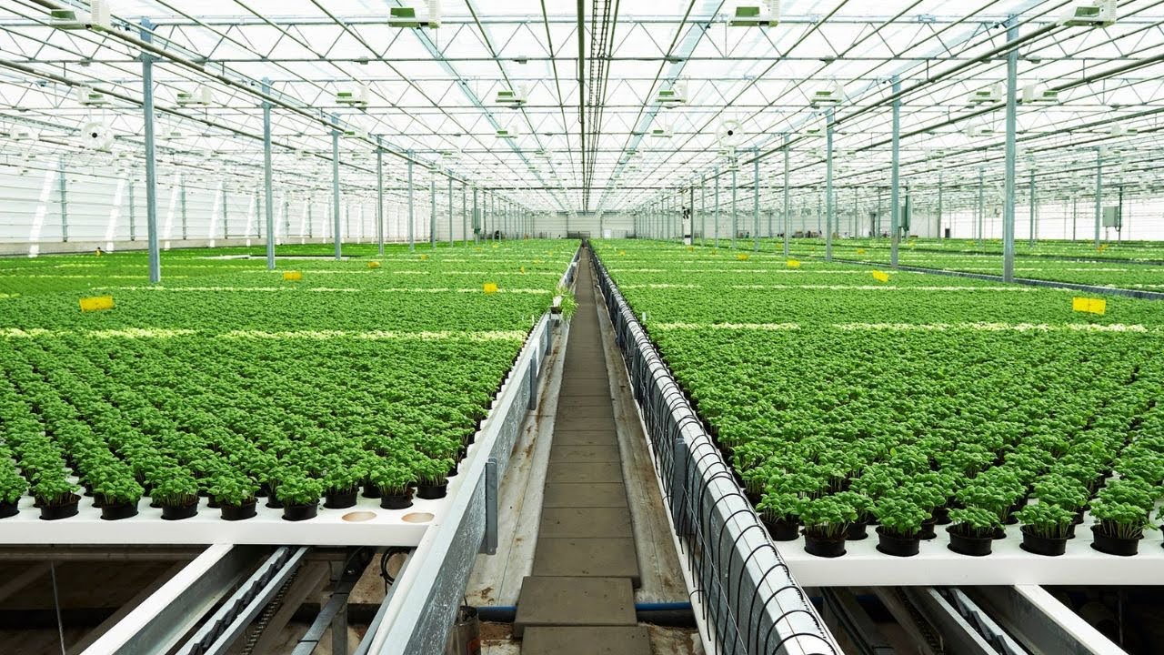 From Seed to Salad - Fully Automated Moving Gutter System - YouTube