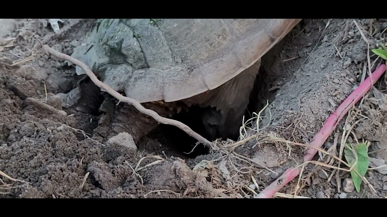 Snapping turtle laying eggs! - YouTube