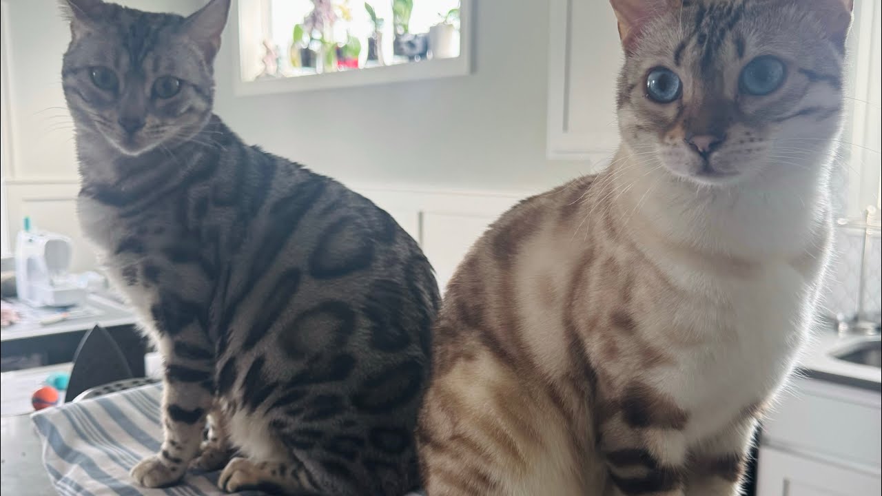 Meows and pets from TWO kitties to bring you twice the joy! - YouTube