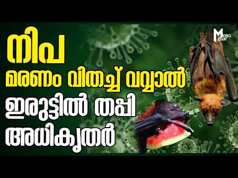 നിപ മരണം വിതച്ച് വവ്വാല്‍ ഇരുട്ടില്‍ തപ്പി അധികൃതര്‍ #niphavirus #kozhikode #keralahealthsector
