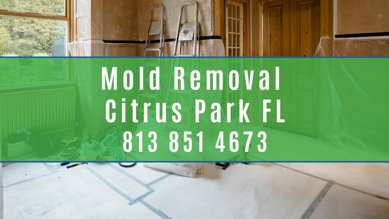 Mold Removal Citrus Park FL Call Today for a Free Estimate From Our ...