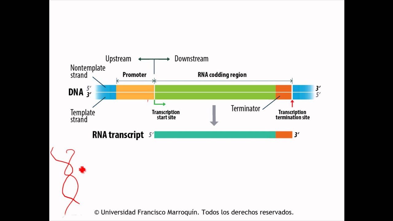 Transcripción - YouTube