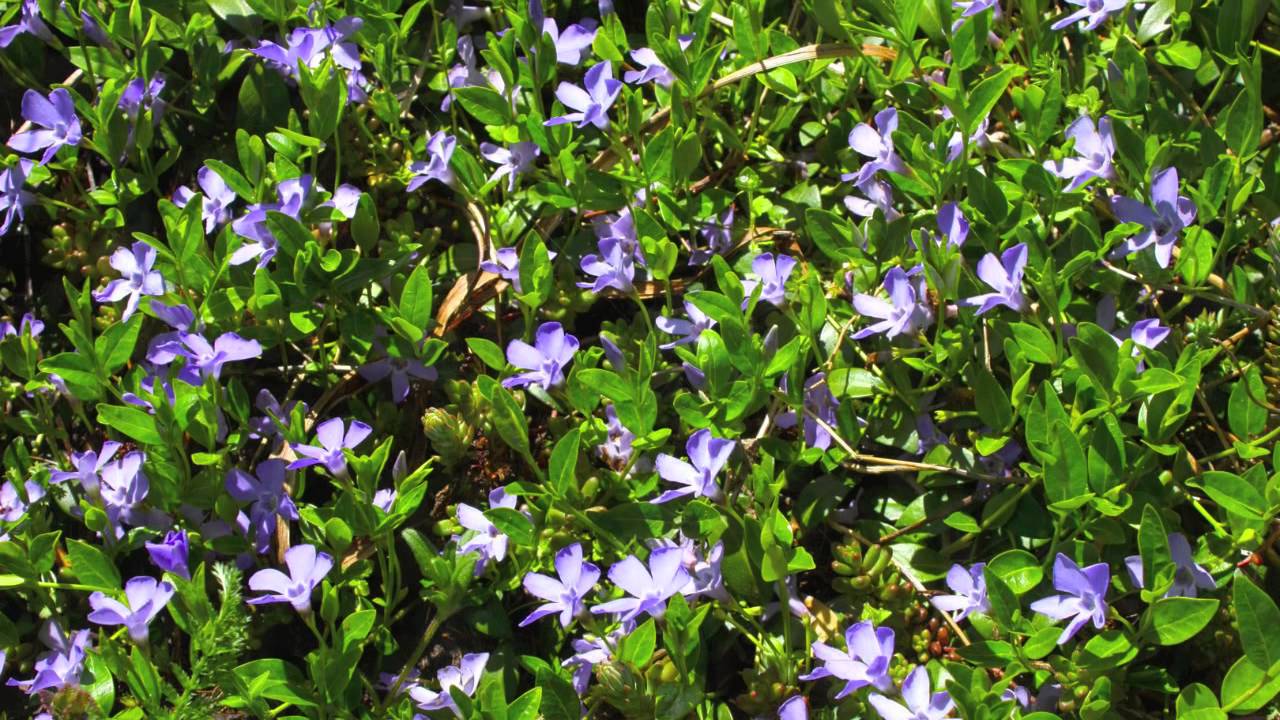 Periwinkle - Creeping Vinca - YouTube