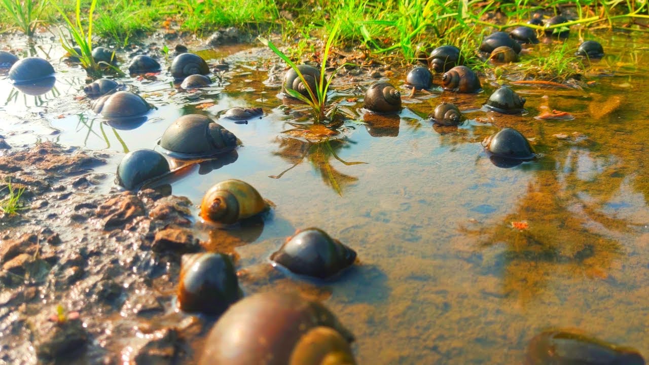 WOW-It's snail-picking season, a heavy downpour caused the snails to ...