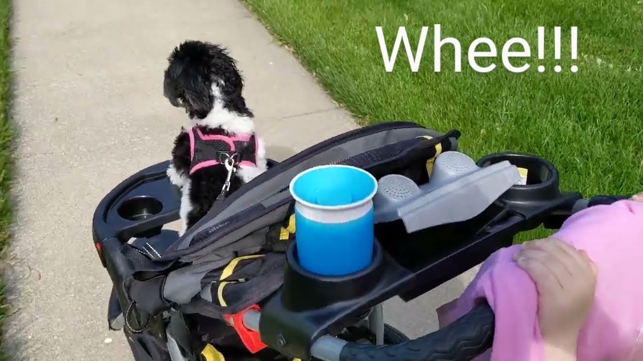 Going for a ride in the stroller! #havanese #dogs - YouTube