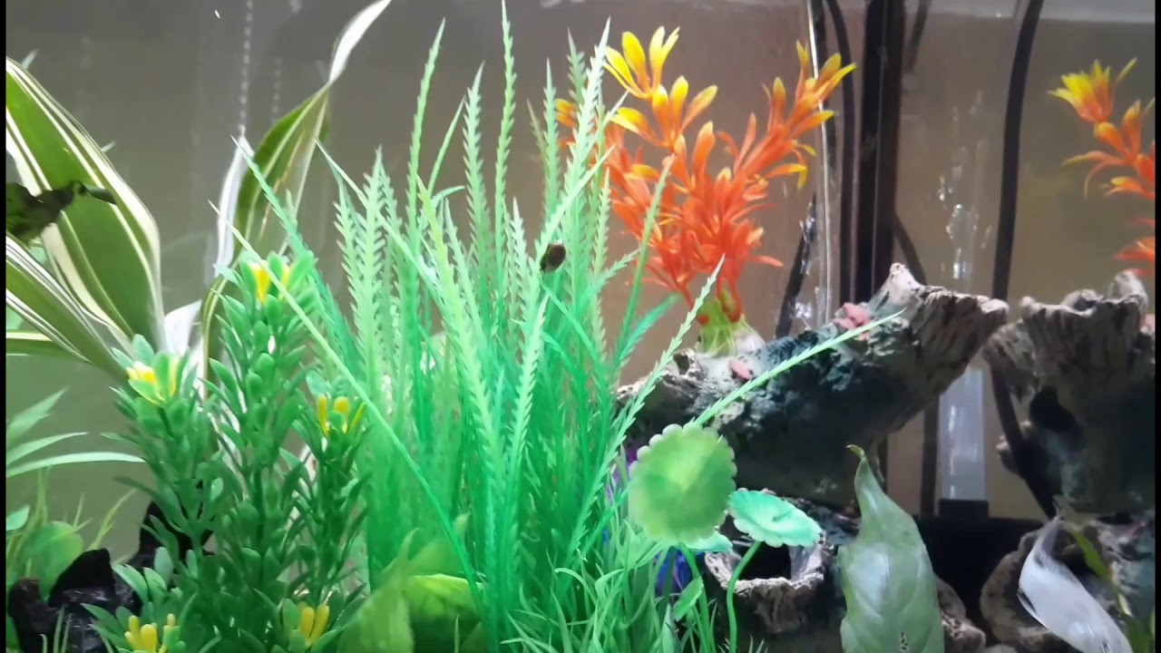 Tips for Crystal Clear Tank - 20 Gallon Fish Tank - YouTube