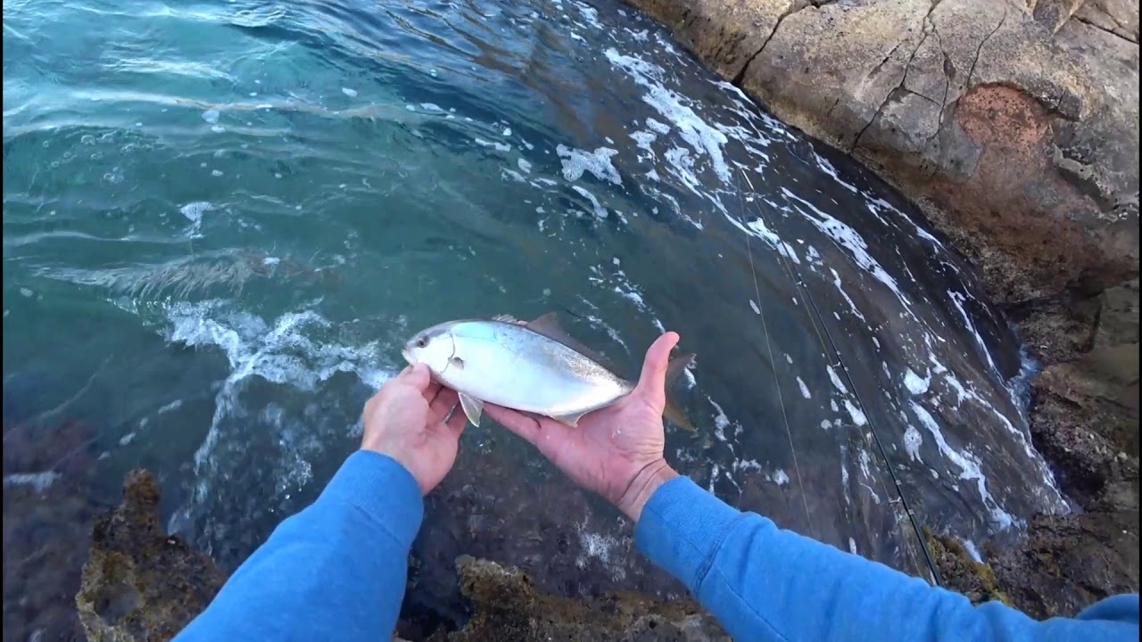 Baby Amberjack