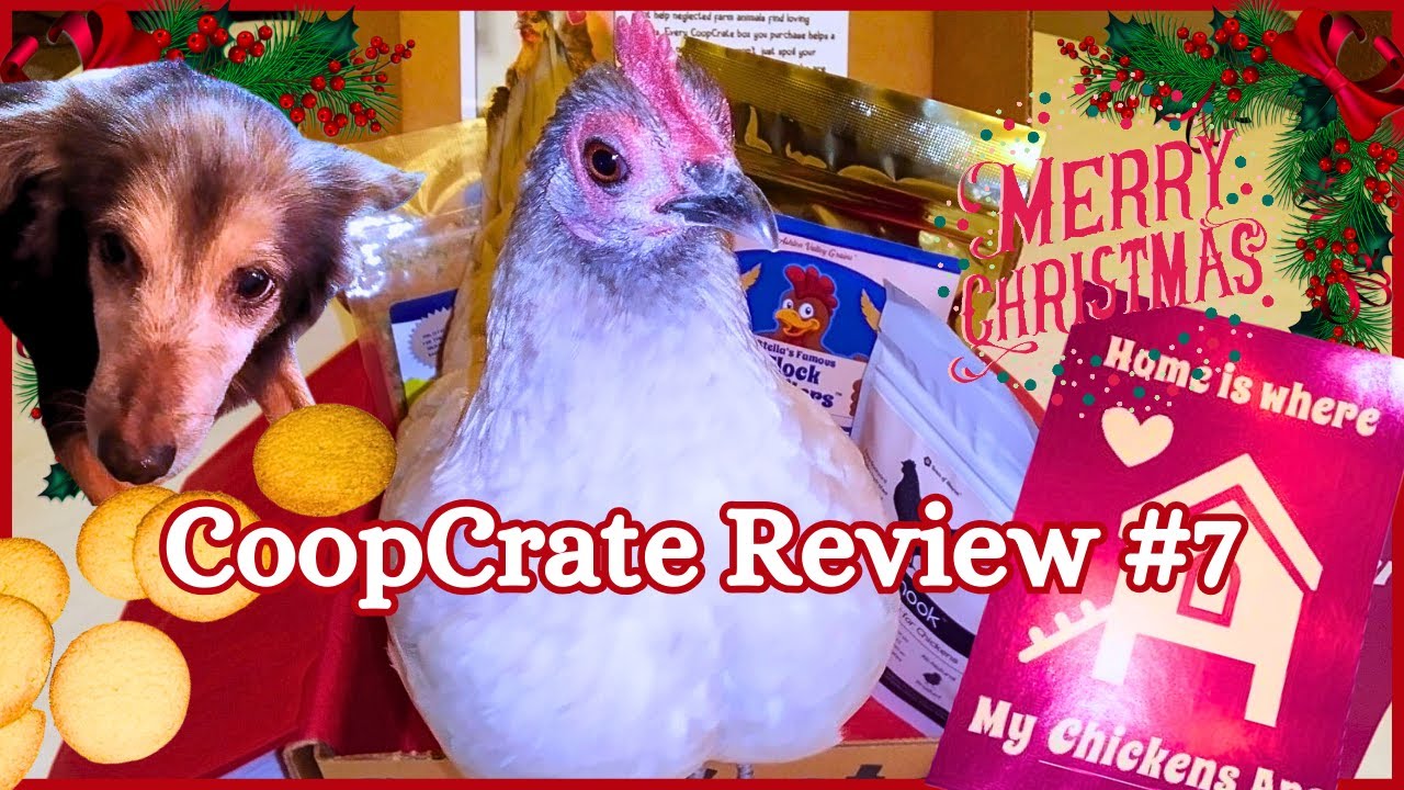 Chickens React And Review CoopCrate Subscription Box #7 - YouTube