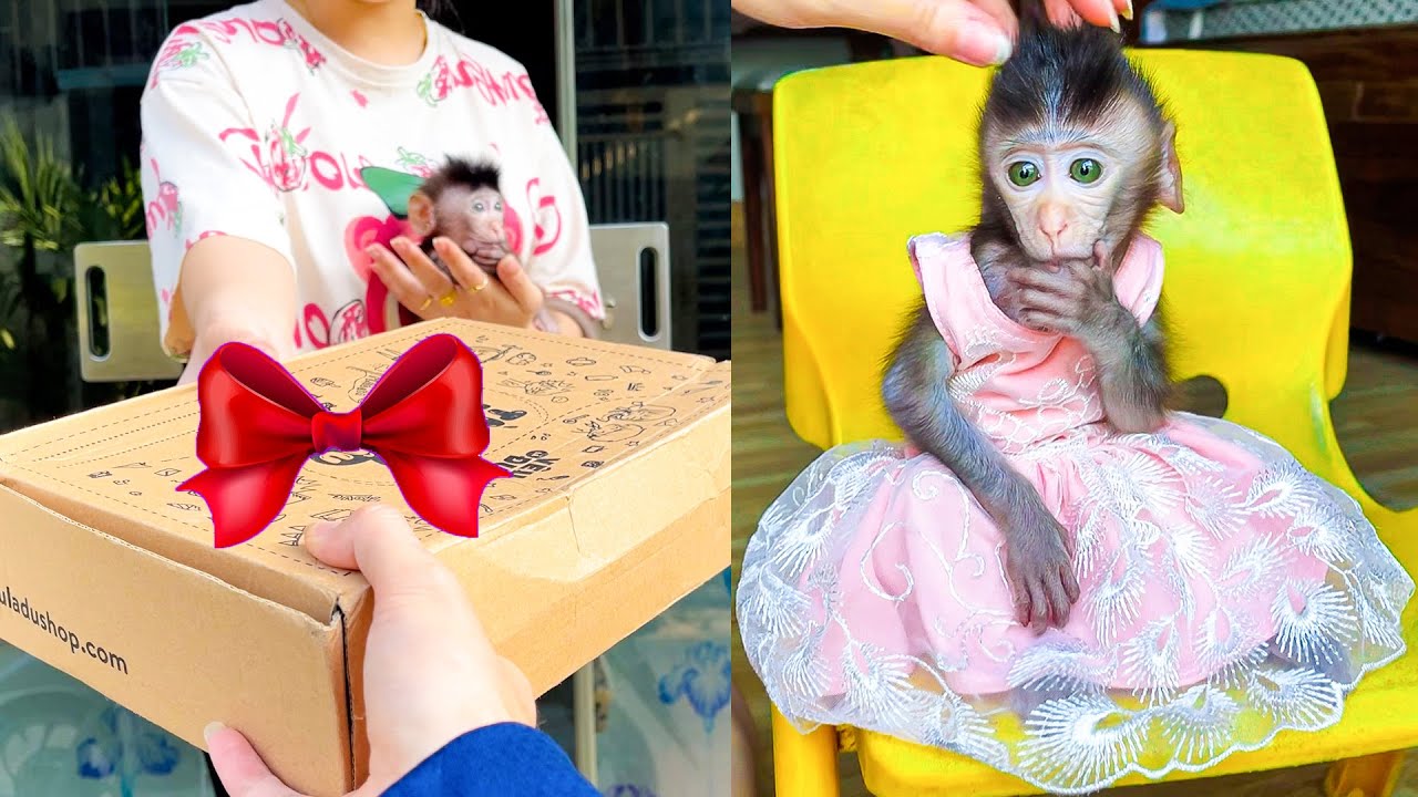 Baby monkey Su looks so cute in a new dress that mom bought - YouTube