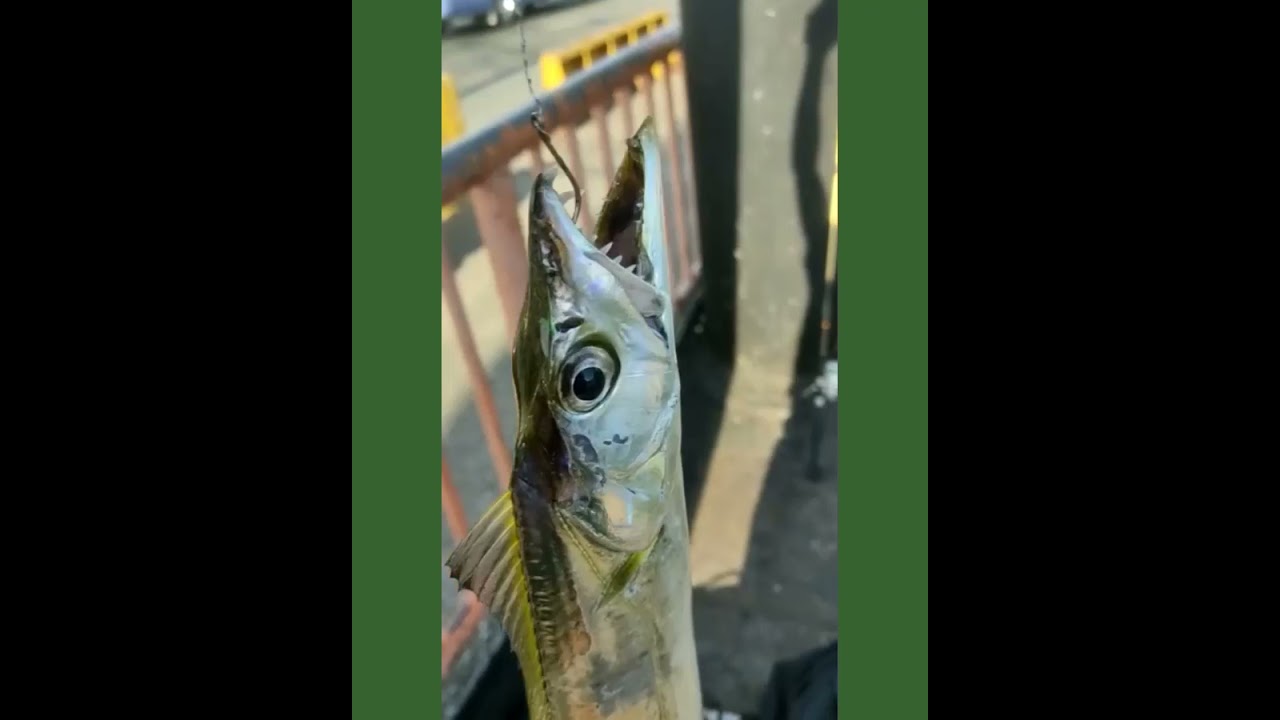 pesca de pez machete - YouTube