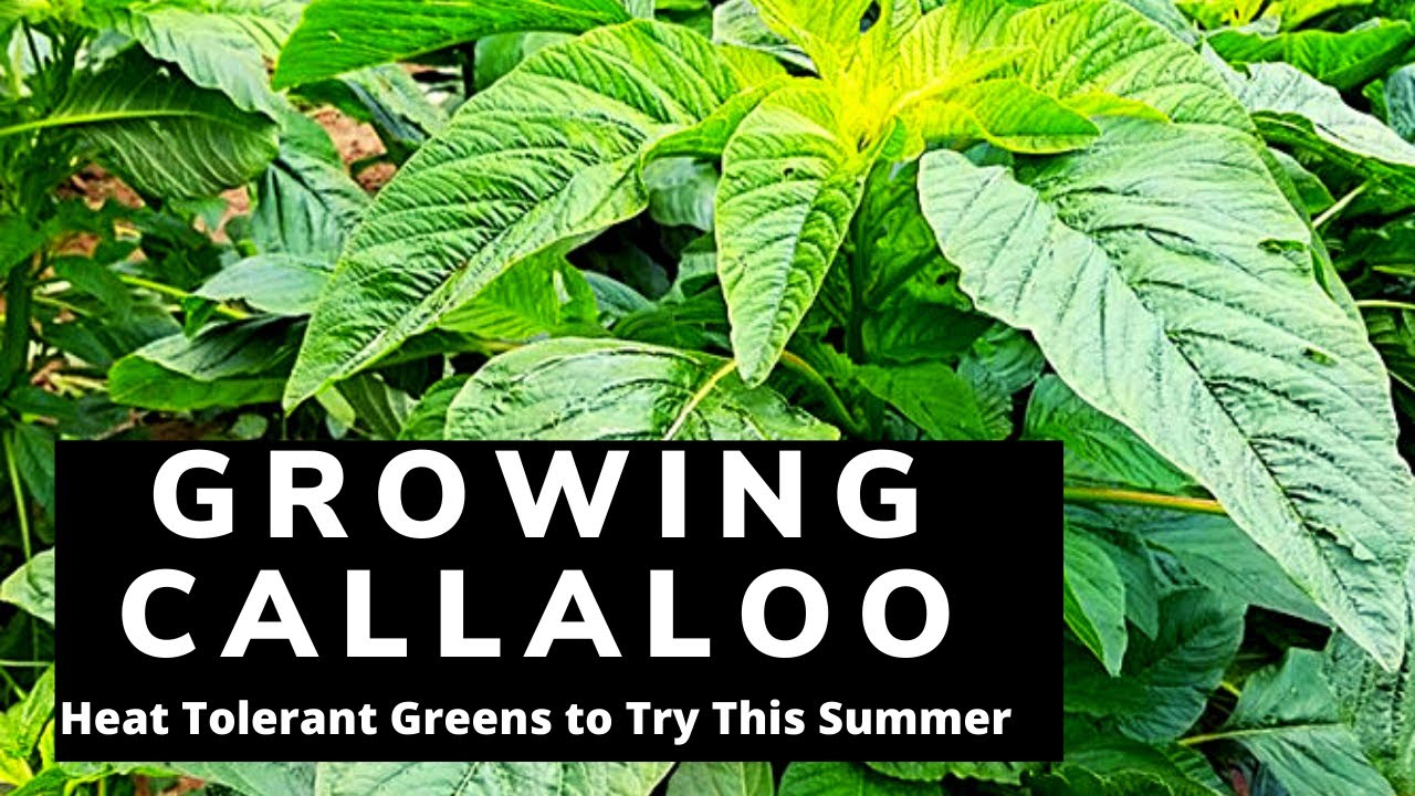 Callaloo - Heat Tolerant Greens to Try This Summer - YouTube