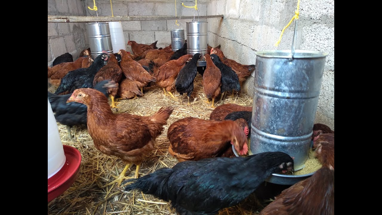 Como Ganar Dinero Criando Gallinas Ponedoras - YouTube