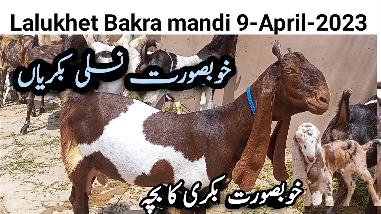 Lalukhet Bakra mandi latest update 9-April-2023 | Bakra mandi Pakistan ...