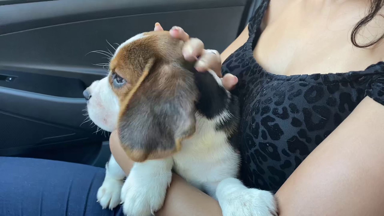 BEAGLE PUPPY 7 weeks old first time in a car.. (see the reaction) - YouTube
