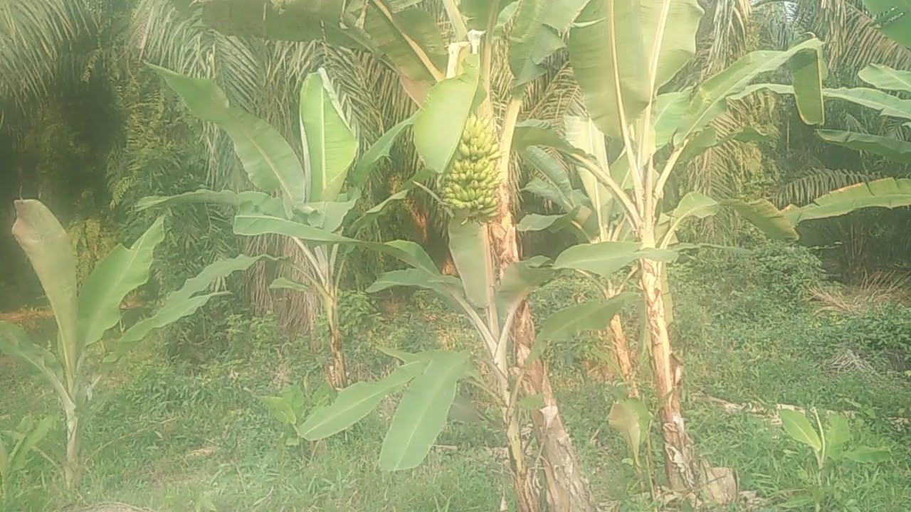 Jampi tutorial hd - YouTube