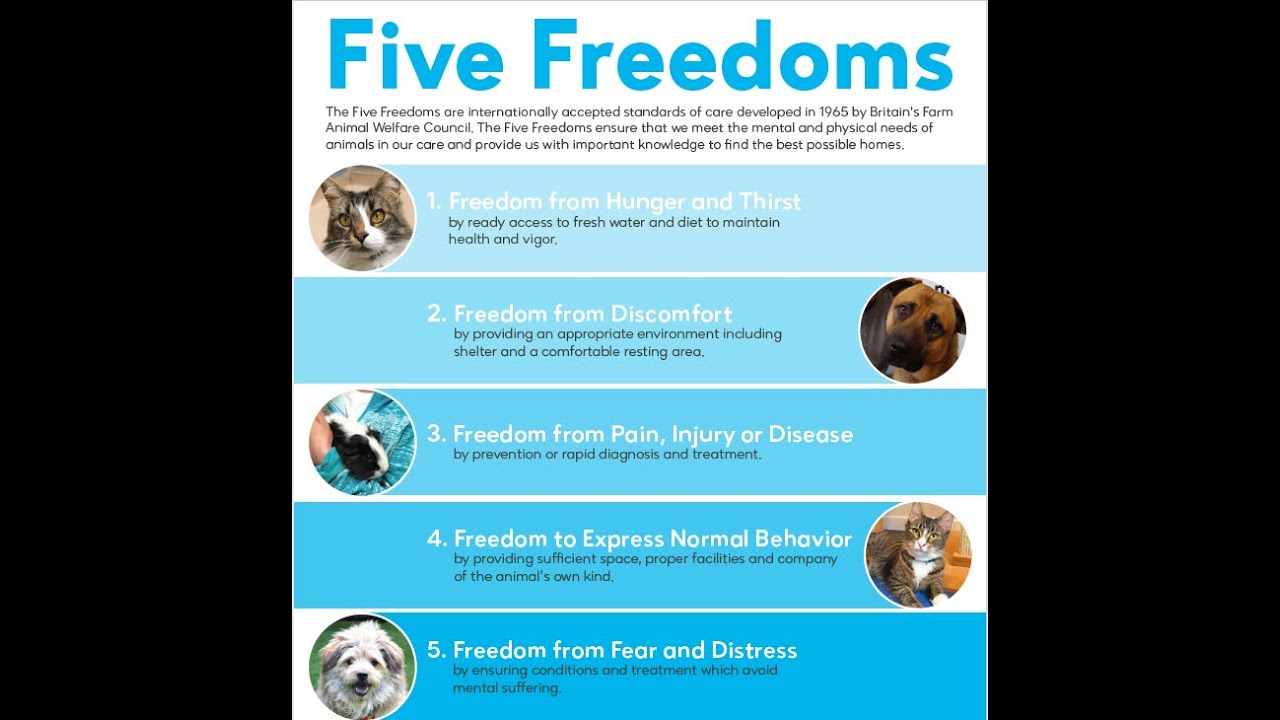 5 Freedoms: A Two Minute Tuesday Presented by DuPage County Animal ...