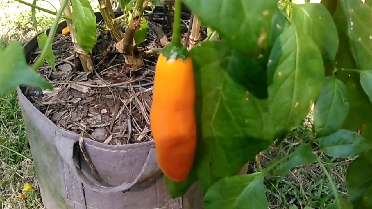Aji Amarillo Pepper Plant - YouTube