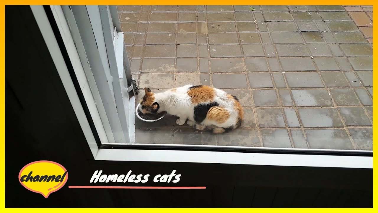 Helping animals Stray cat rescue Emotional rescue Street cat ...