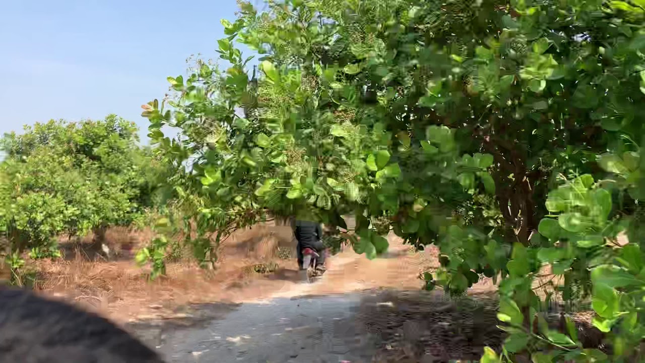 Visiting Cashew farm In Cambodia - YouTube