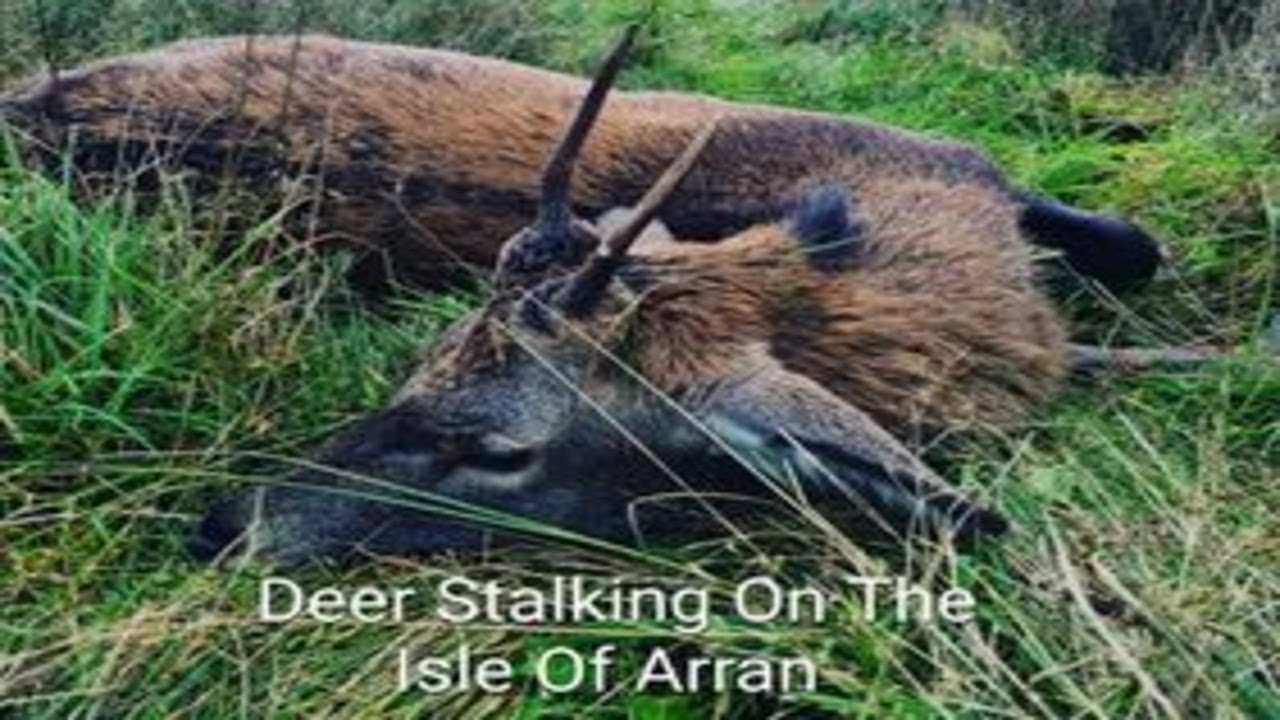 Deer stalking on the Isle of Arran during stag rut - YouTube