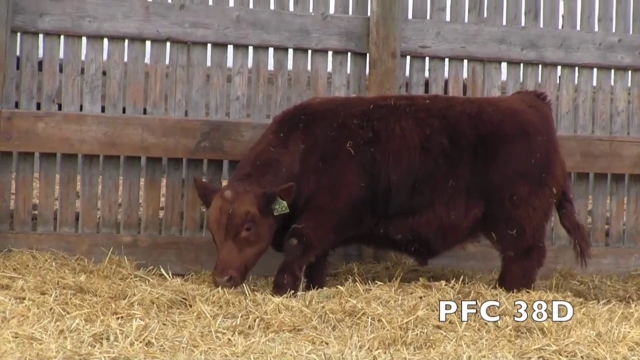 Heart of the Valley Angus Red Pacific Big Chassis 38D - YouTube