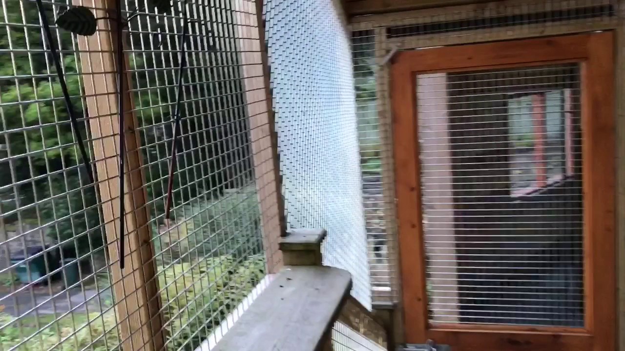 Inside Valley Cats Cattery - YouTube