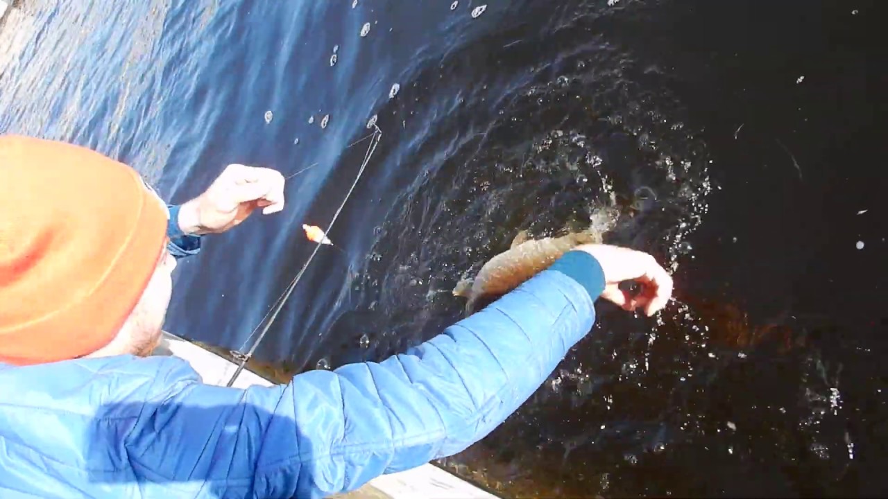 Janek sai ahvena söödale tantsiva haugi :-)) - Kevadine ahvenapüük ...