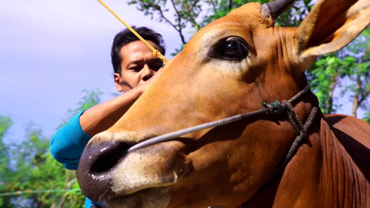Karapan Sapi, Wujud Tradisi dan Kebanggaan - Indonesia Bagus - YouTube