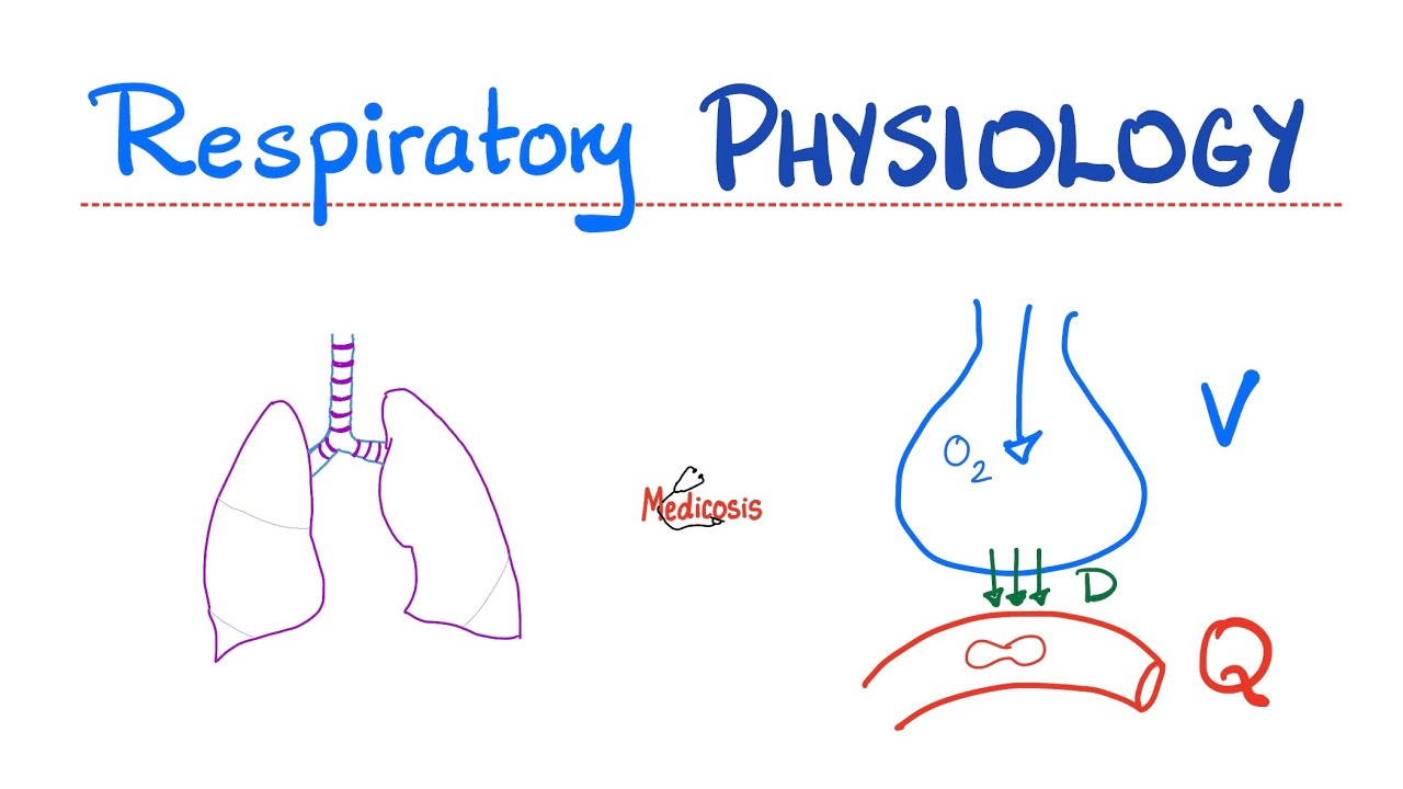 Lung Physiology Basics | Normal Quiet Breathing 😮‍💨 | Inspiration ...