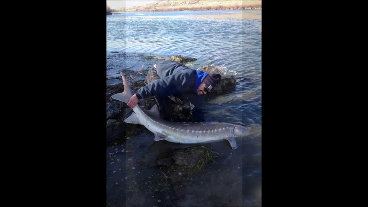Sturgeon fishing on the Snake River - YouTube