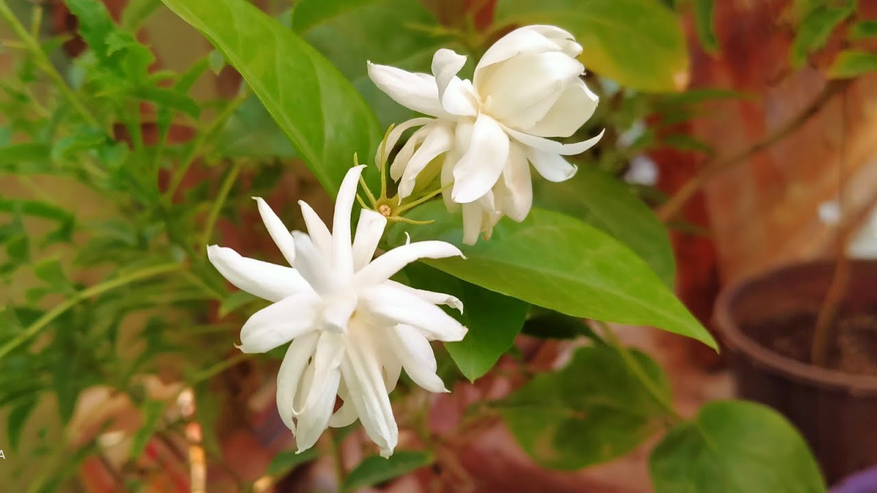 Mogra plant I Star Jasmine Flower I Bela Plant I Beautiful Star Mogra ...