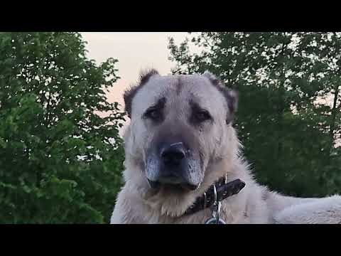 KANGAL İNGİLTERE'DE İLK GÜN. SİVAS'TAN #kangal