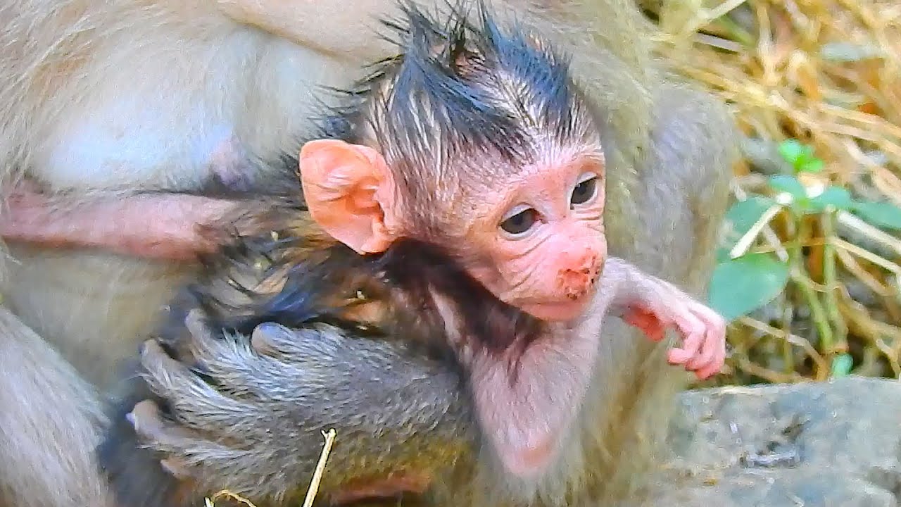 Welcome to the World of Cuteness, Celebrating Jinx's Newborn Baby's ...