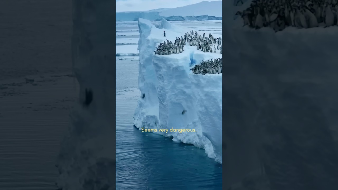 Never seen before, Emperor Penguin babies jump off a 50-foot high cliff ...