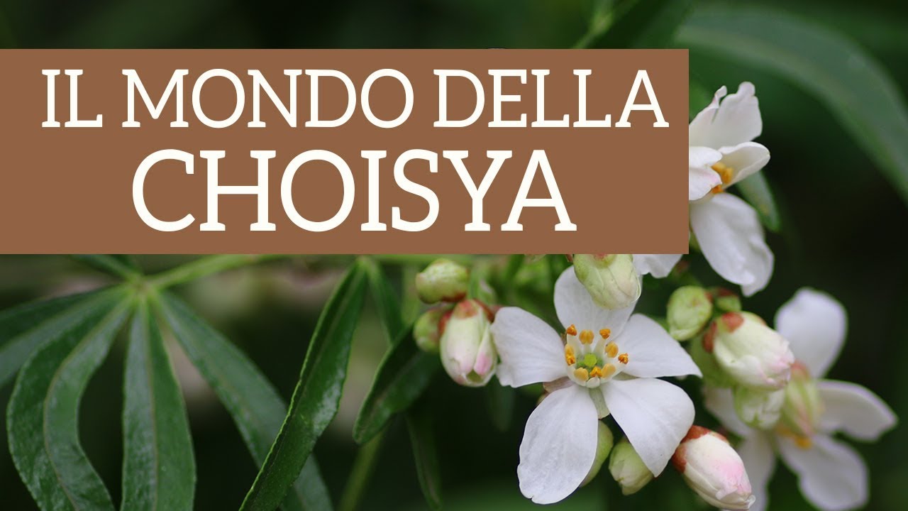 Il sempreverde mondo della Choisya - YouTube