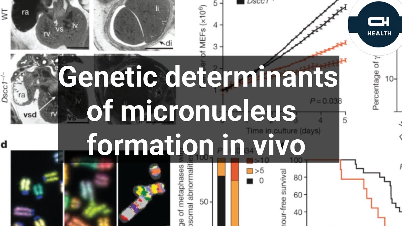 Genetic determinants of micronucleus formation in vivo - YouTube