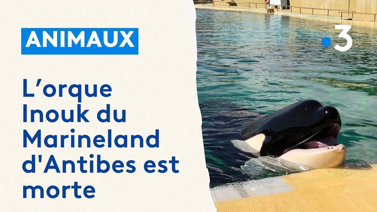 Inouk, orque du Marineland d'Antibes est morte, la deuxième en cinq ...