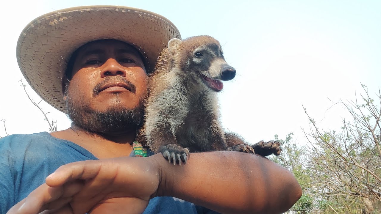 😱!!,tejoncito amigo de un zorro,!! 🦡🦨🏃 - YouTube