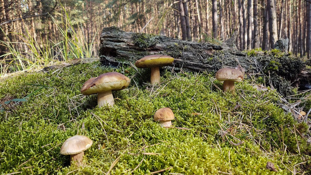 Hríby Huby 2021 VEĽKÉ suchohríby hnedé rastú aj hríby smrekové Malacky ...