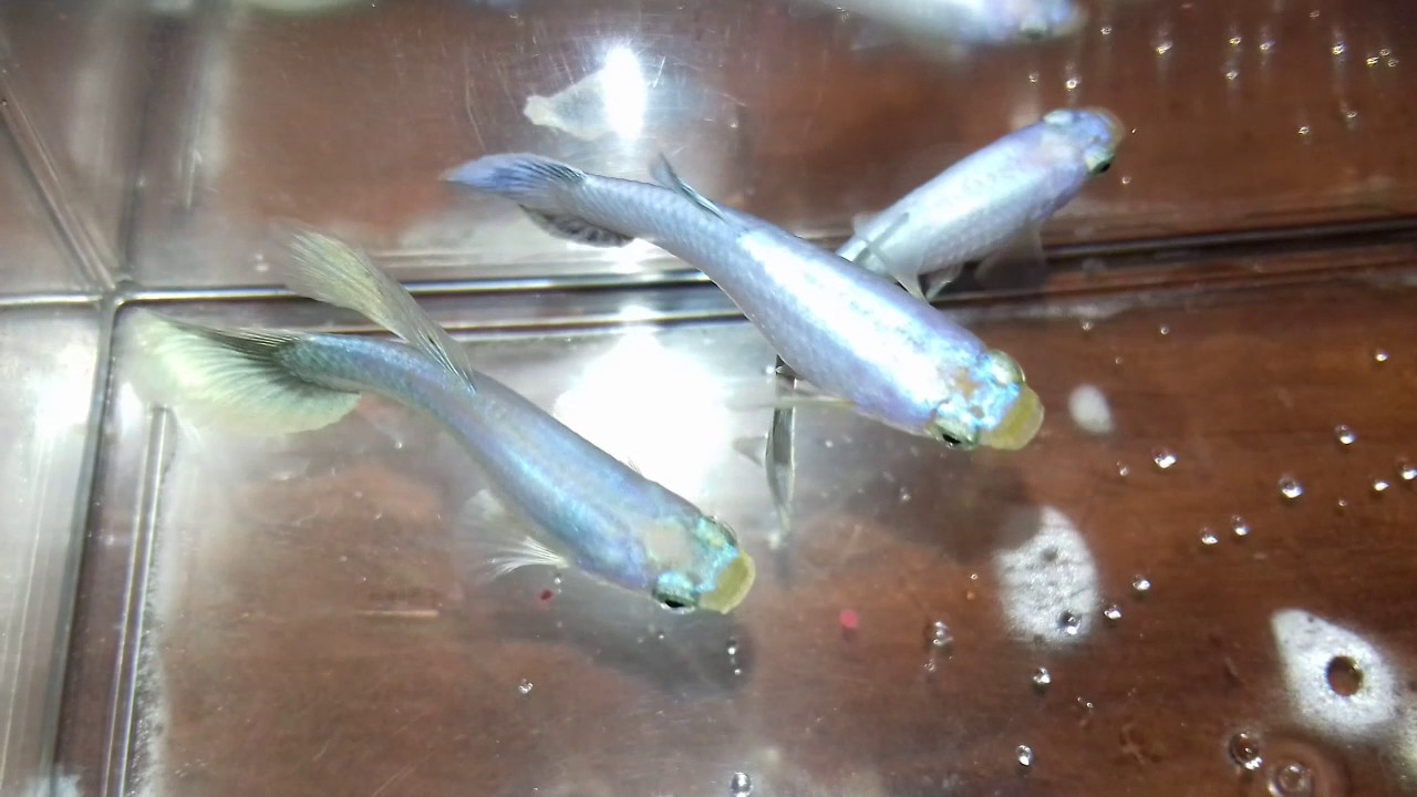 Snow white guppy - YouTube