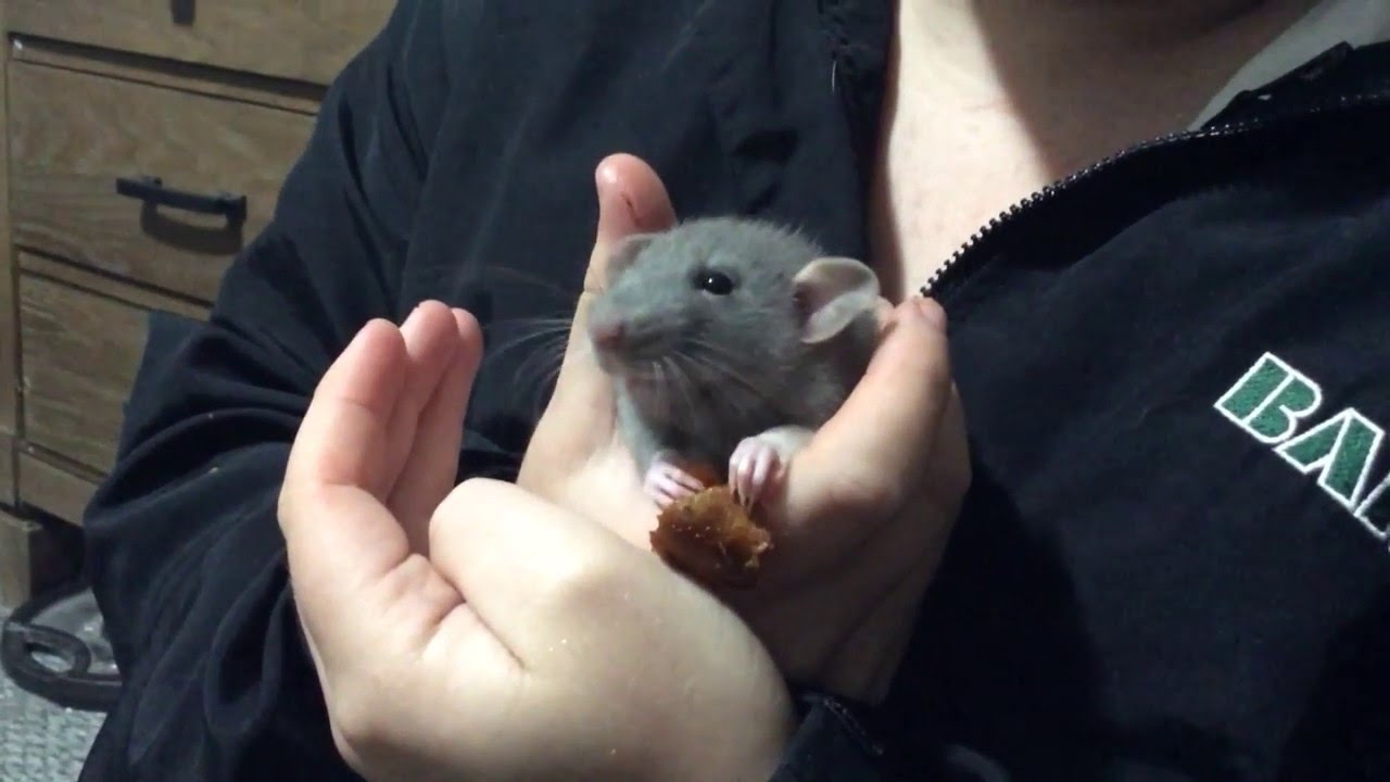 Dancing baby rat Muzzy 2 - YouTube