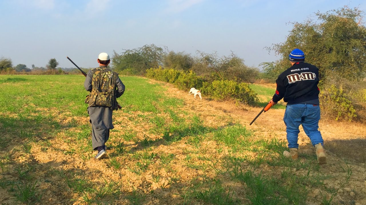 Partridge Hunting In Punjab Attock | Brown Partridge Hunting | Best ...