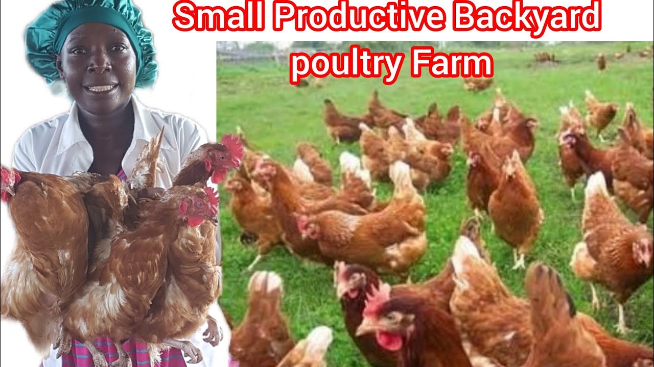 Backyard Poultry Farming New! Backyard Chicken Keeping Classes