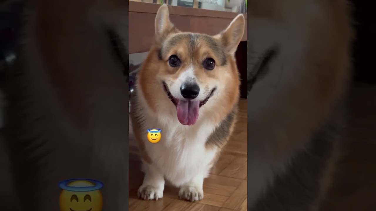 My Corgi is the Devil in disguise #corgi #dogs #pets - YouTube