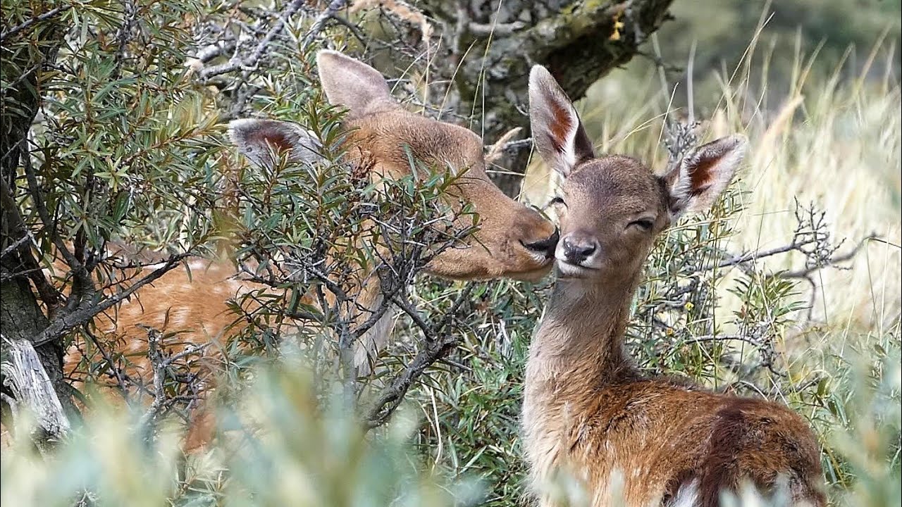 The real Bambi disneymoment in the wild....True love... - YouTube