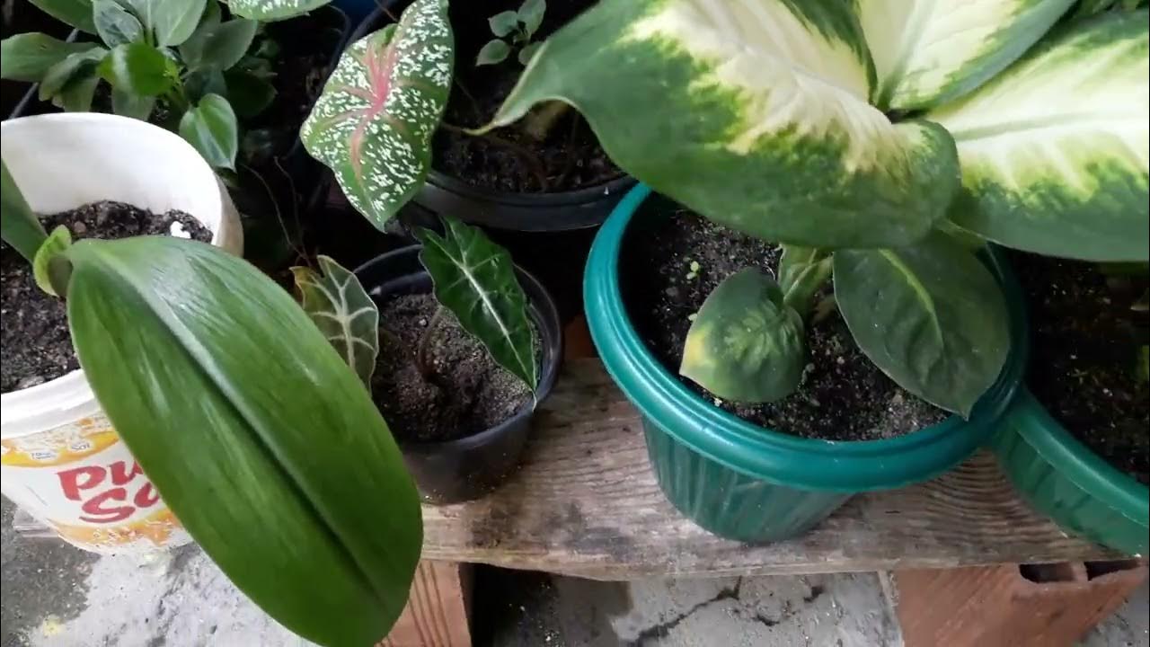 PLANTAS DE SOMBRAS PARTE IV. - YouTube